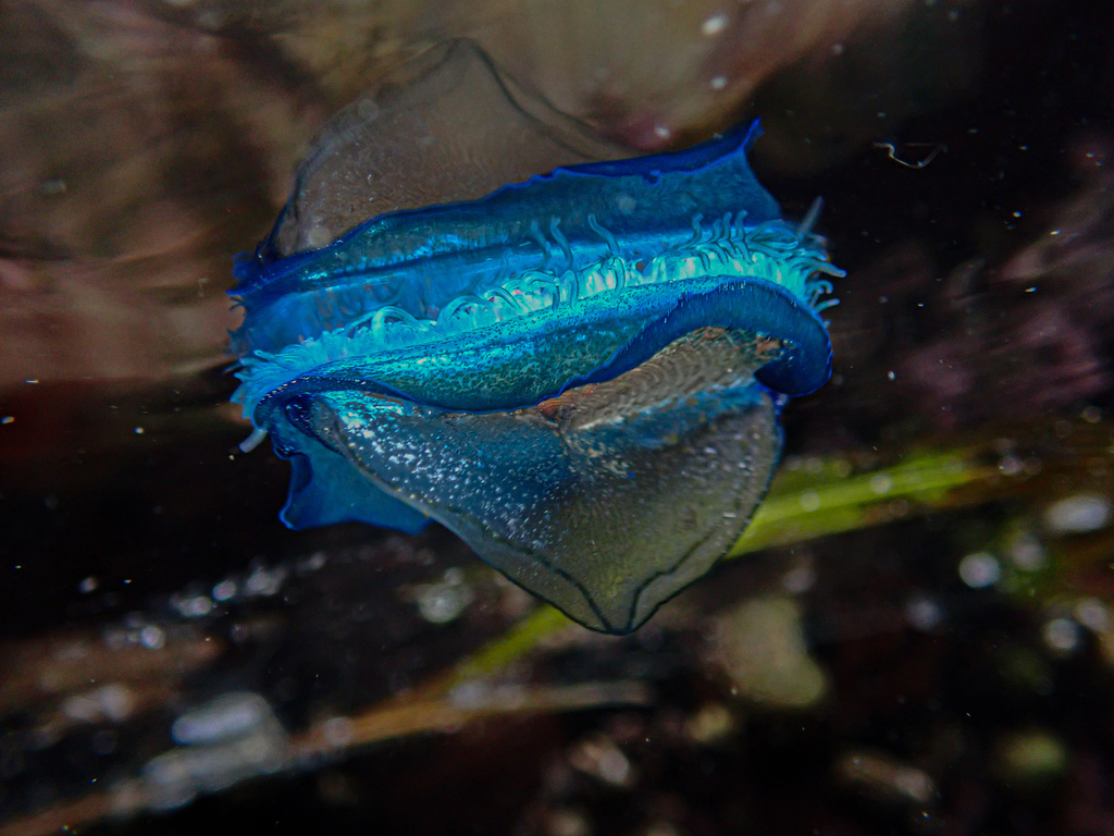 By-the-wind Sailor from Winnie Bay, Copacabana NSW, Australia on ...