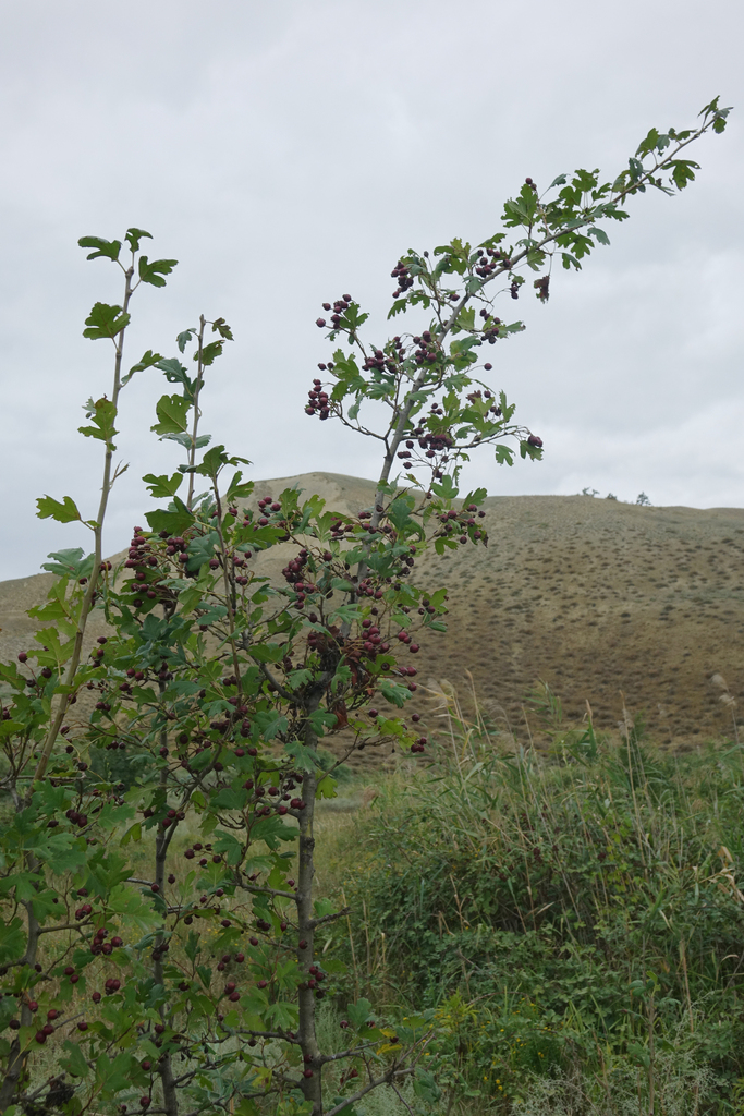 Crataegus pseudoheterophylla from Russia, Republic of Dagestan ...