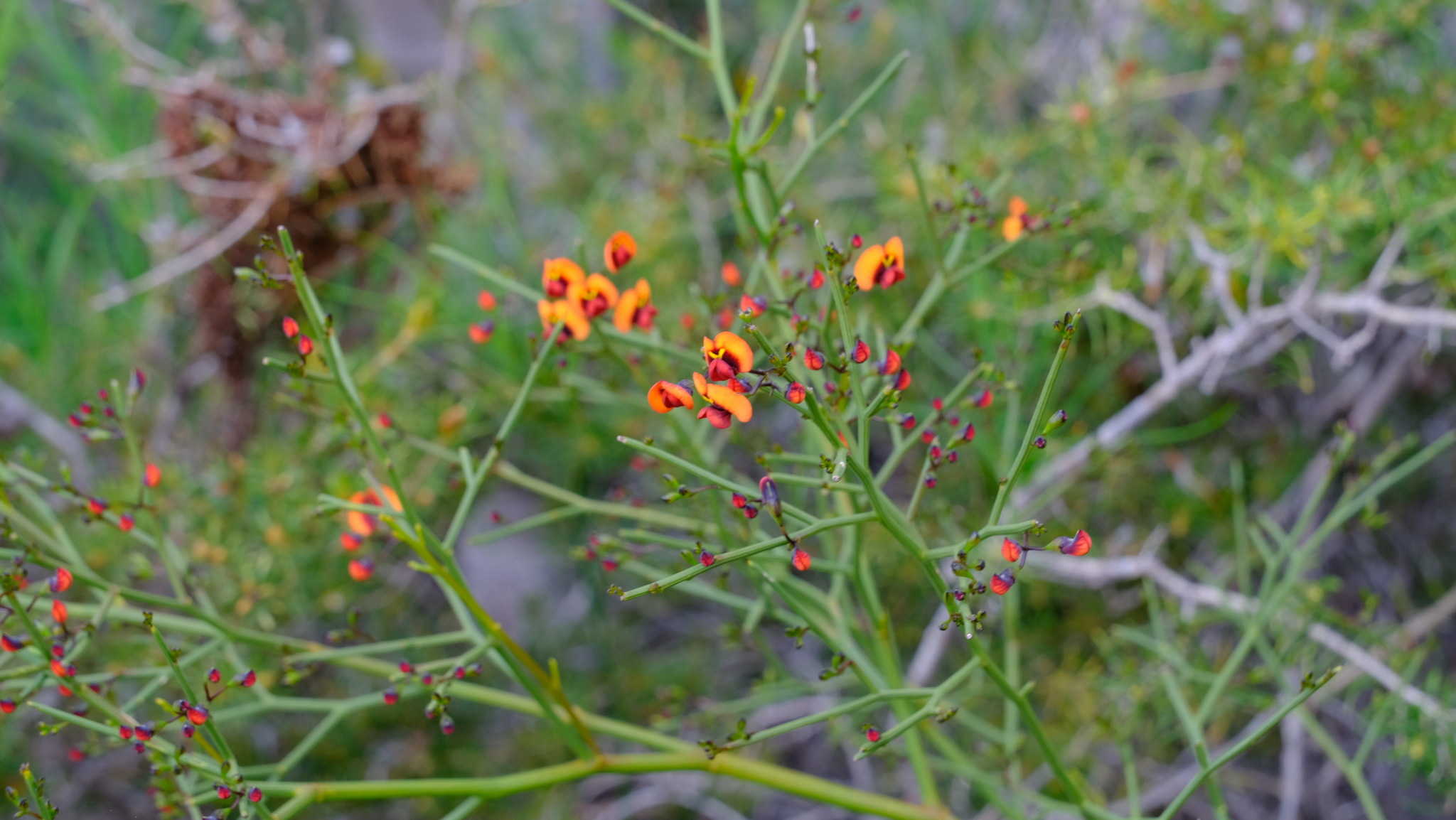 Daviesia divaricata Benth.