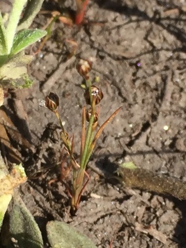 Juncus tenageia · iNaturalist