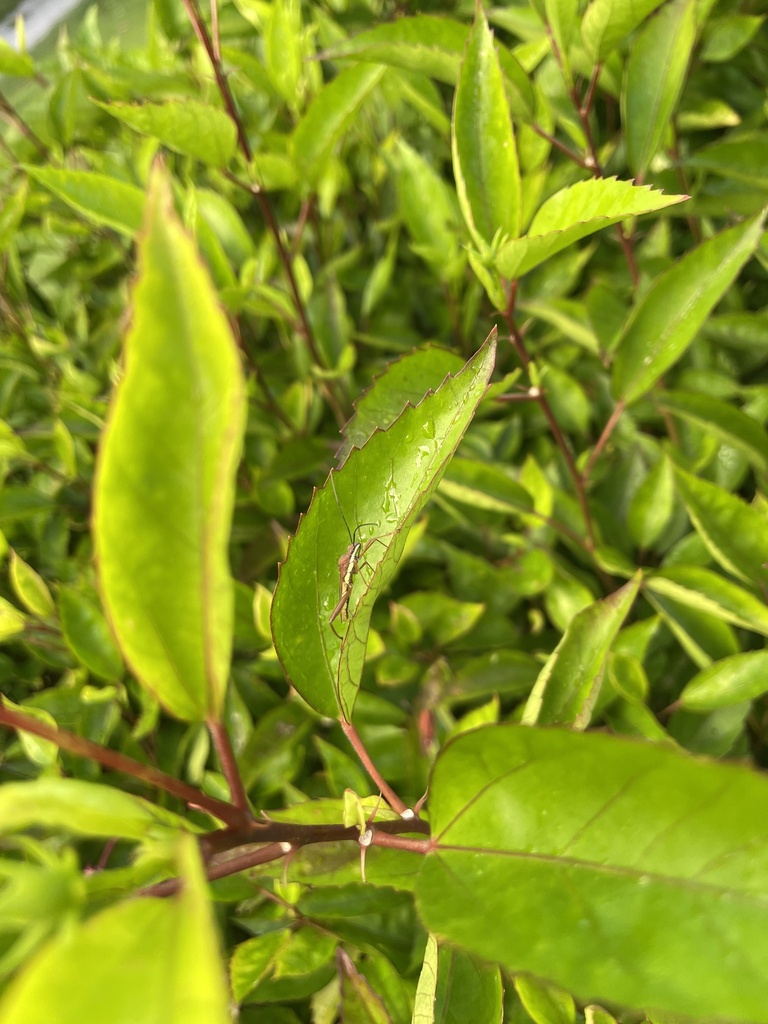 True Bugs from Okinawa Institute of Science & Technology Graduate Univ ...