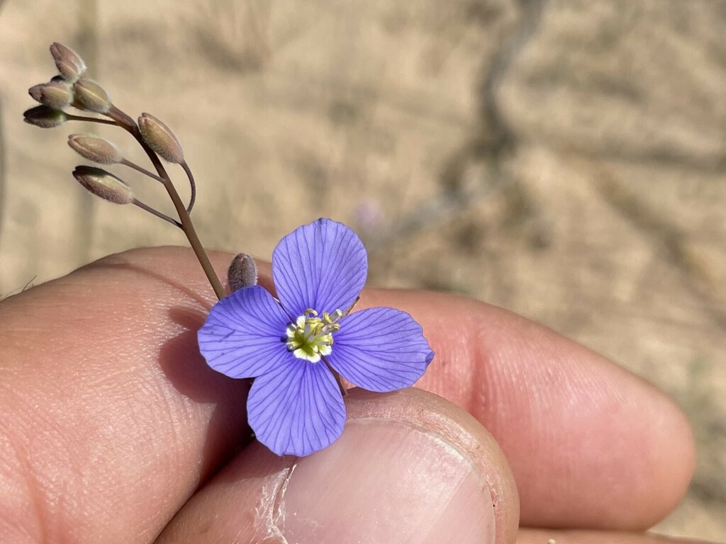 Heliophila arenosa from West Coast District Municipality, South Africa ...
