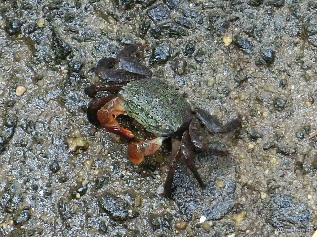 Red Clawed Crab from 香港 on September 27, 2022 at 01:48 PM by wklegend ...