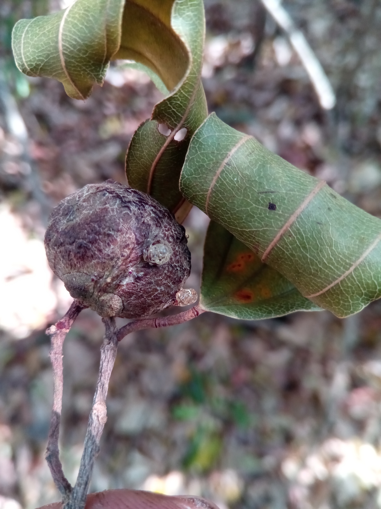 Sphaerosepalaceae