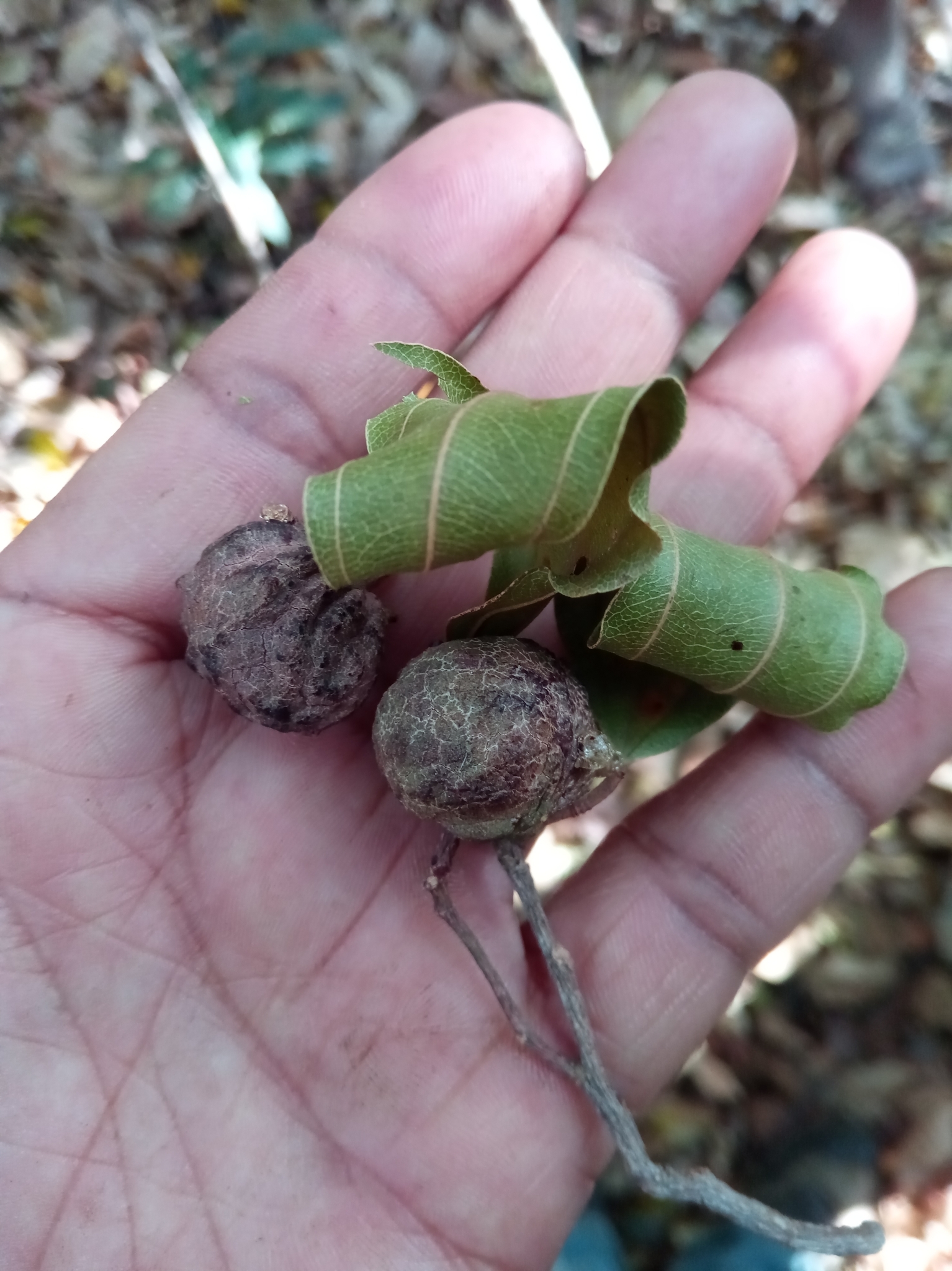 Sphaerosepalaceae