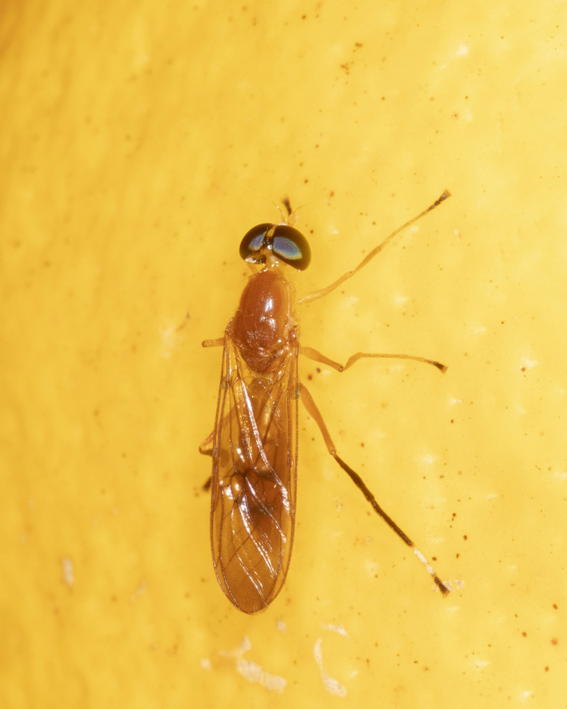 Ptecticus from Colonia Department, Uruguay on December 5, 2019 at 01:41 ...
