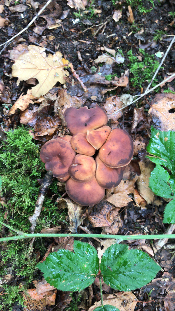 Common Gilled Mushrooms and Allies from Mill Way, Leatherhead, England ...