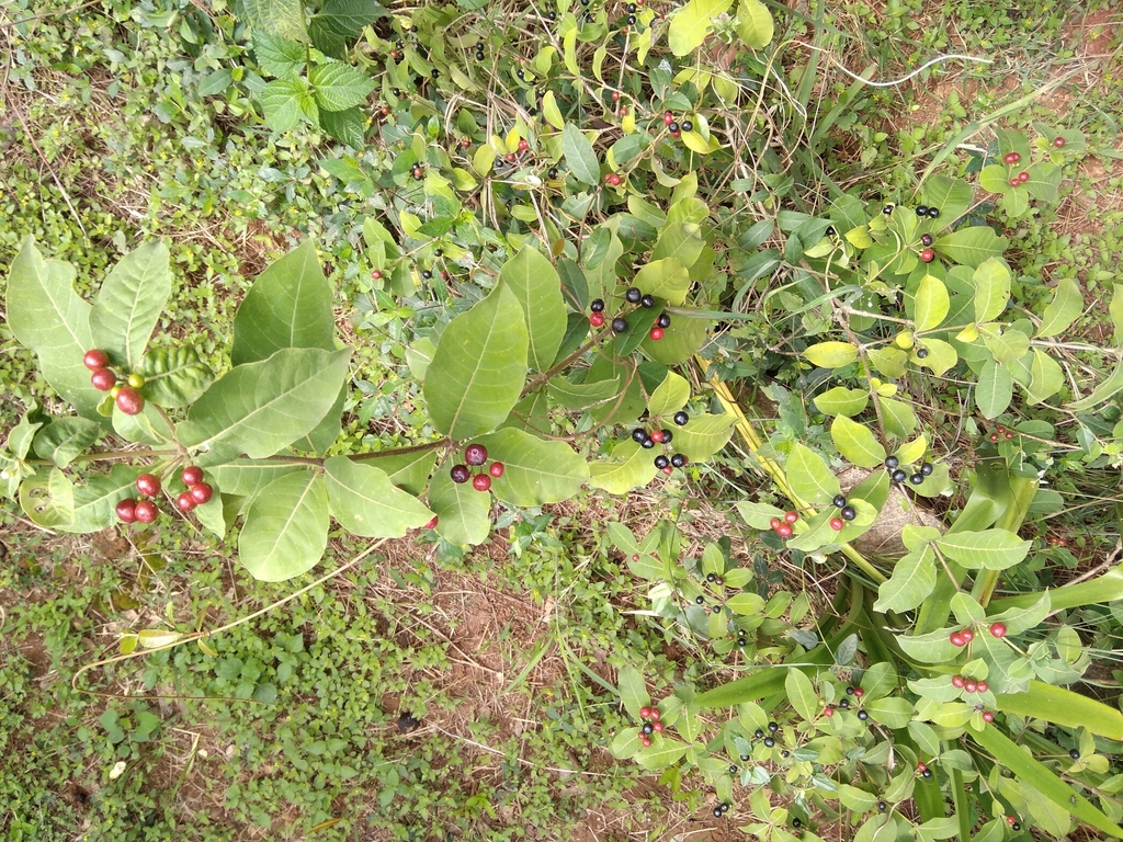 devil peppers from Vignana Kendra, Bengaluru, Karnataka, India on ...