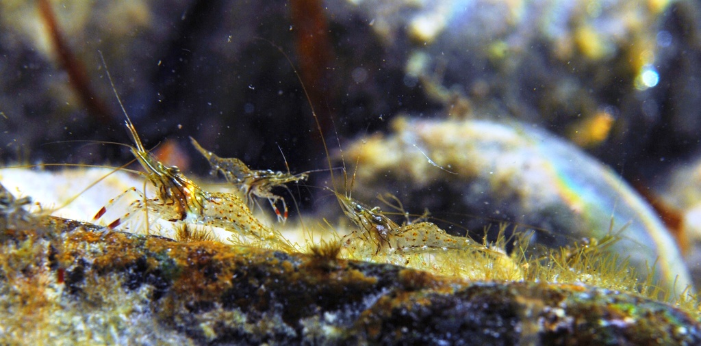 rock-pool shrimp from Haycock Point, Carrickalinga SA 5204, Australia ...
