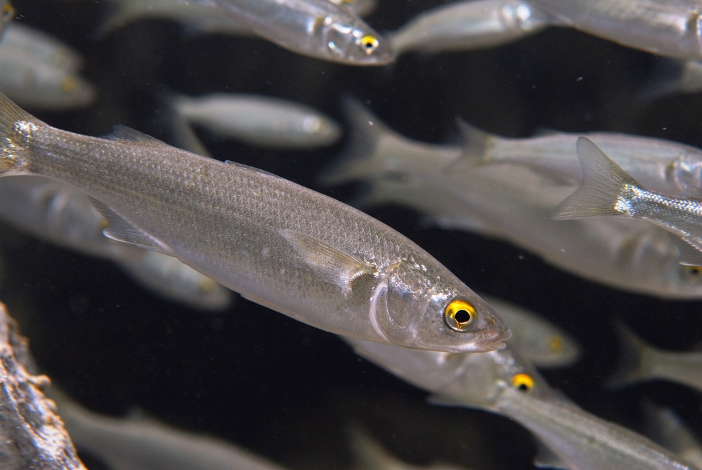 Mullets (Mugilidae) - Marine Life Identification