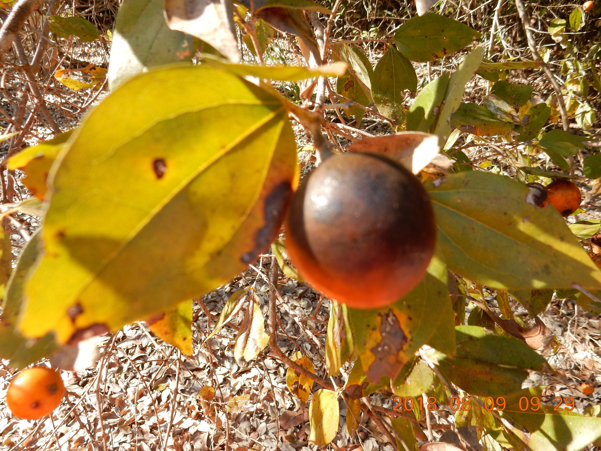 Strychnos lucida R.Br.