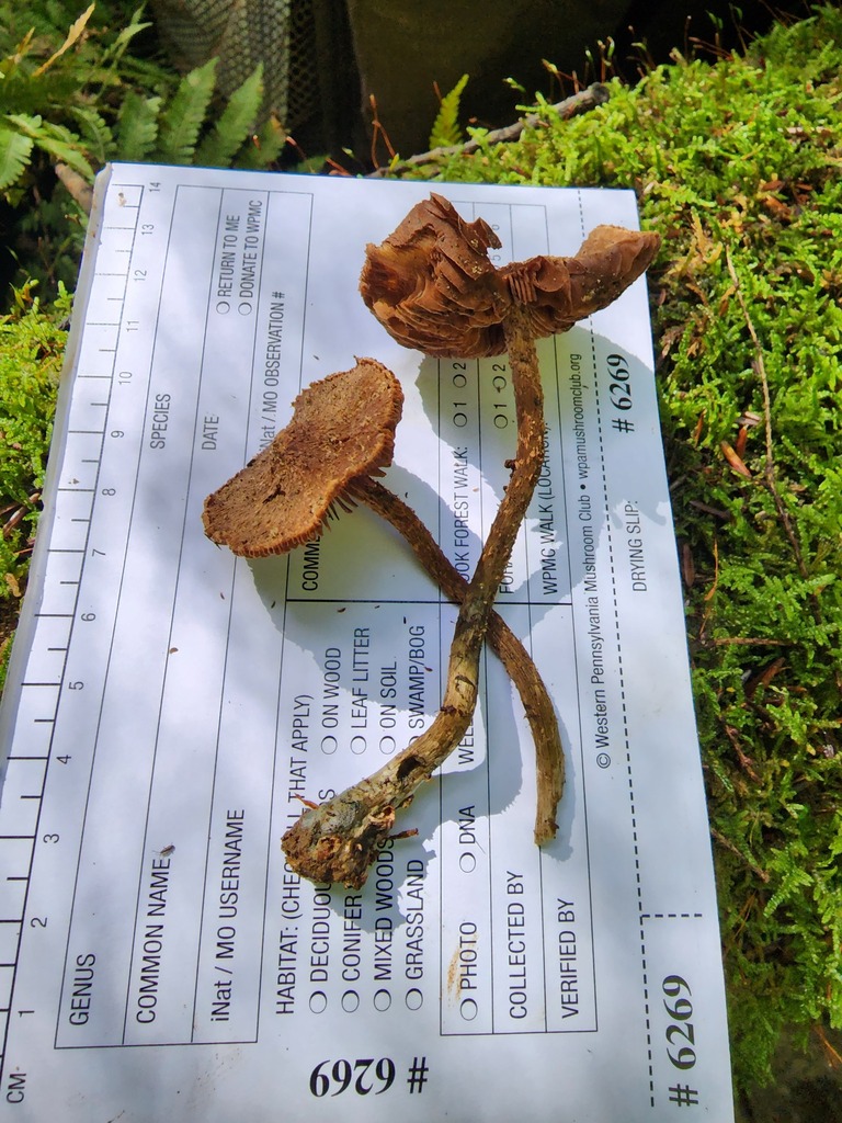 Inosperma apiosmotum from Clarion County, PA, USA on September 23, 2022 ...