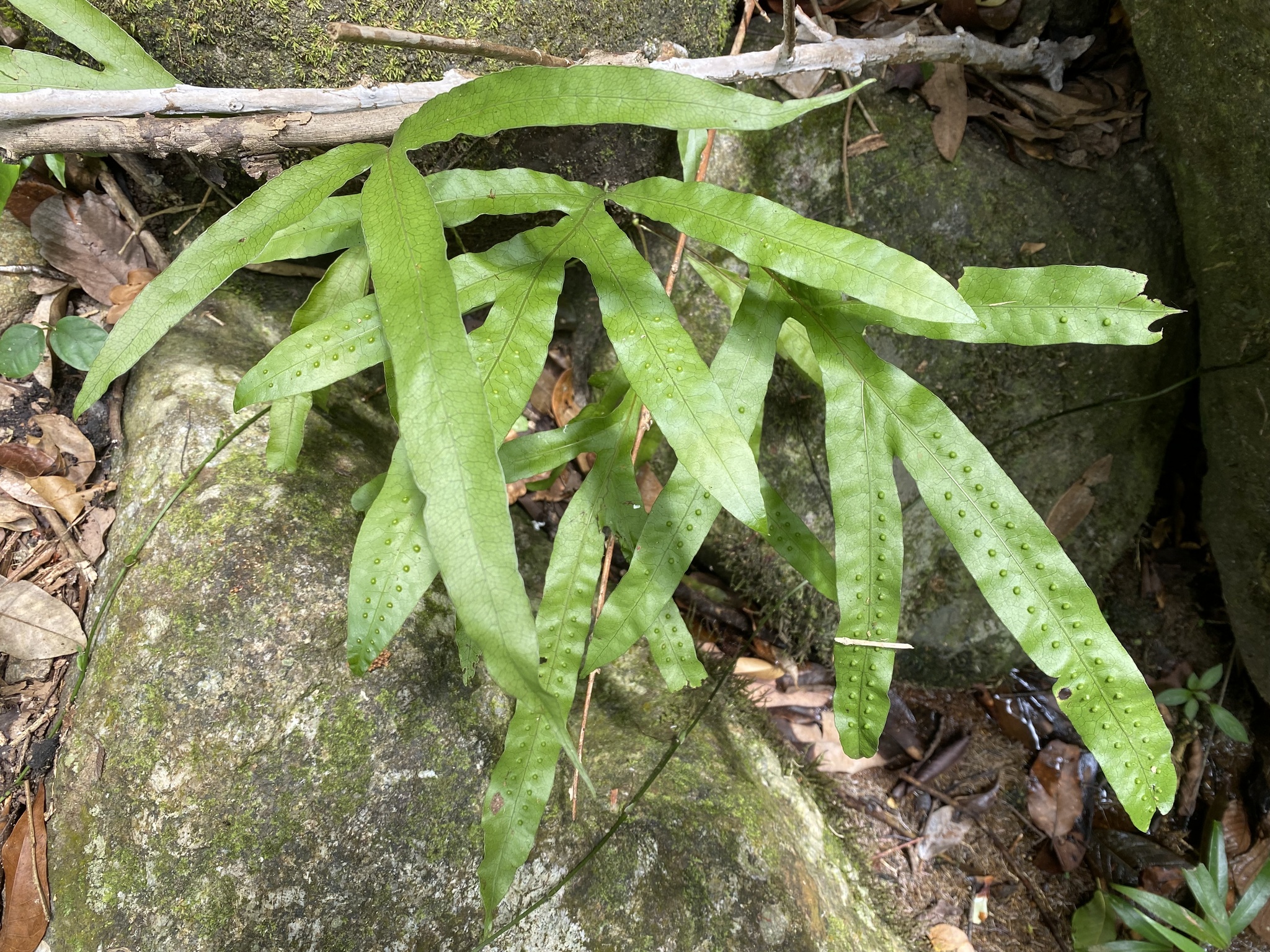 Microsorum membranifolium (R.Br.) Ching