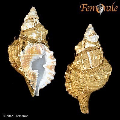 Distorsio (Marine Shells of Fort Pickens, Gulf Islands National ...