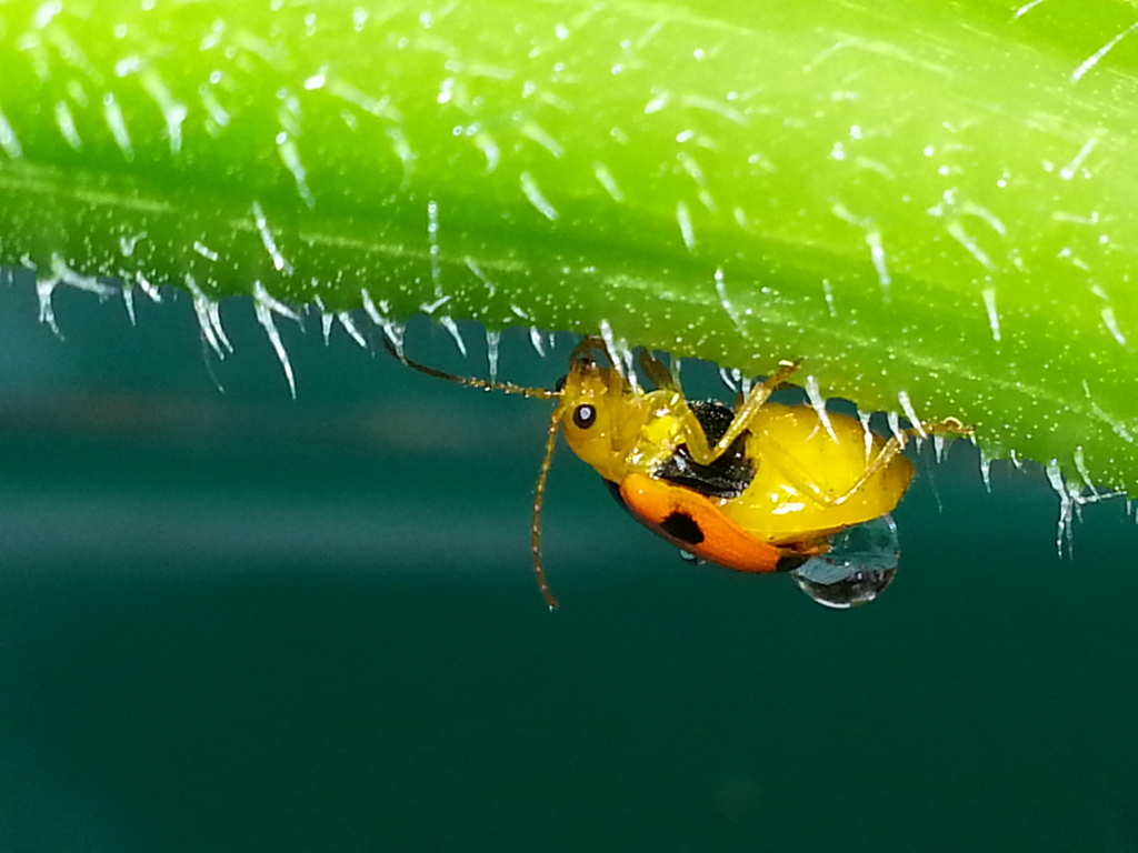 Luperini from Upper Sichey, Gangtok, Sikkim, India on June 1, 2013 at ...