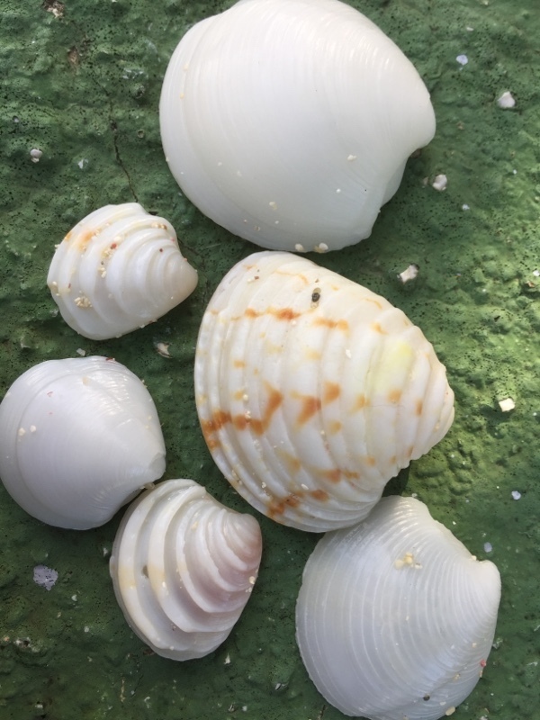 Venerinae from Cuba on August 05, 2017 by Andre Hosper. Cross-barred ...