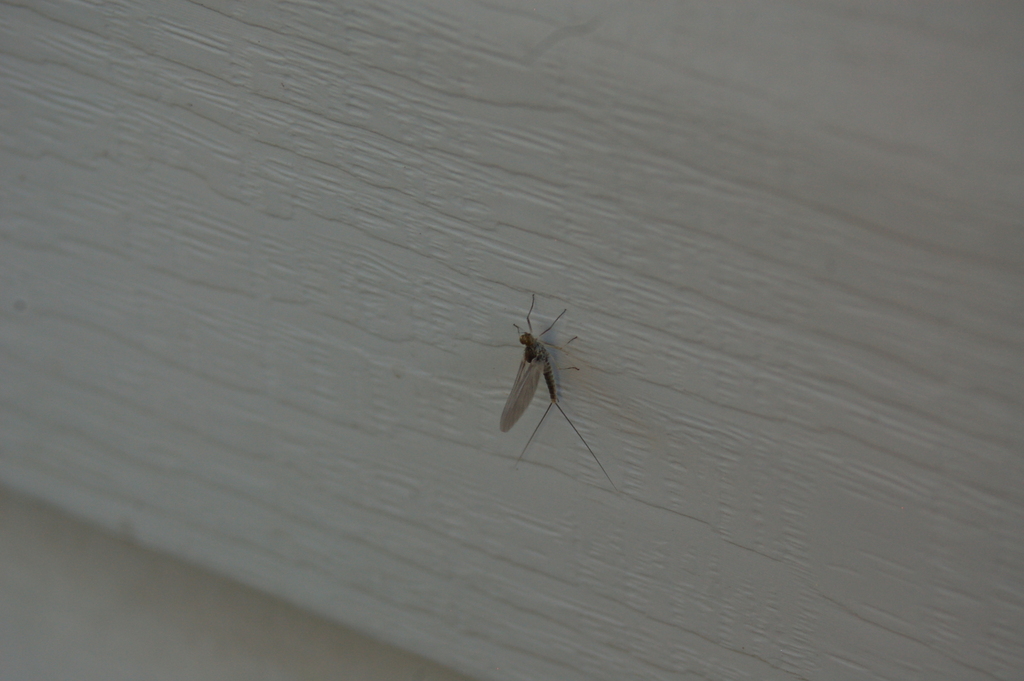Mayflies from Roy, Utah on September 26, 2022 by carolust. White Mayfly ...
