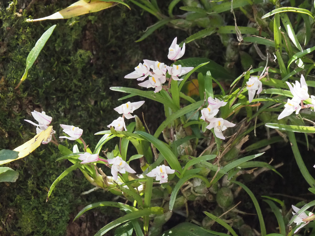 White Snout Orchid from Grootvaderbosch Nature Reserve, Eden, Western ...