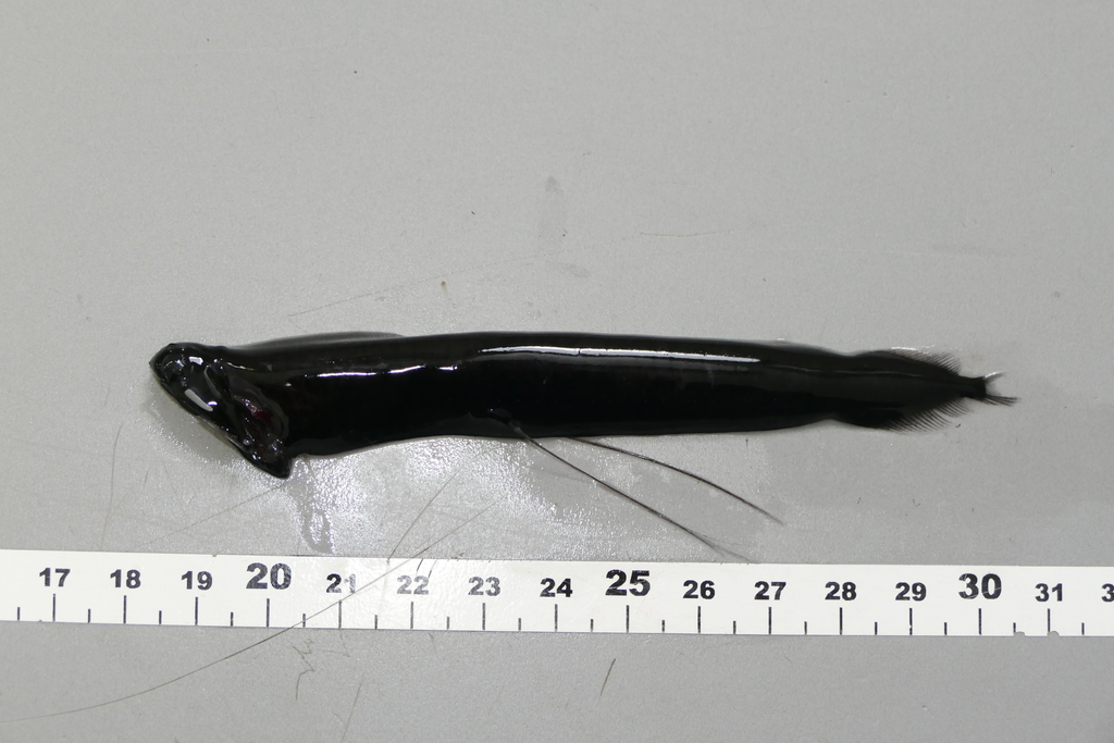 Deepsea Loosejaw (Photostomias guernei) - Marine Life Identification