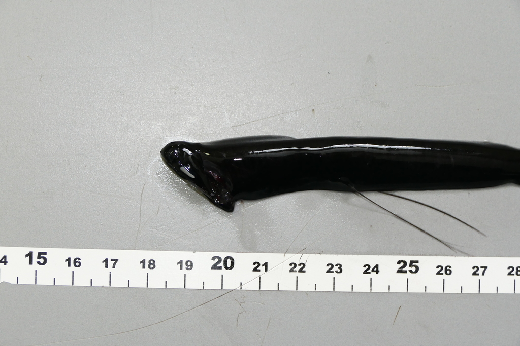 Deepsea Loosejaw (Photostomias guernei) - Marine Life Identification
