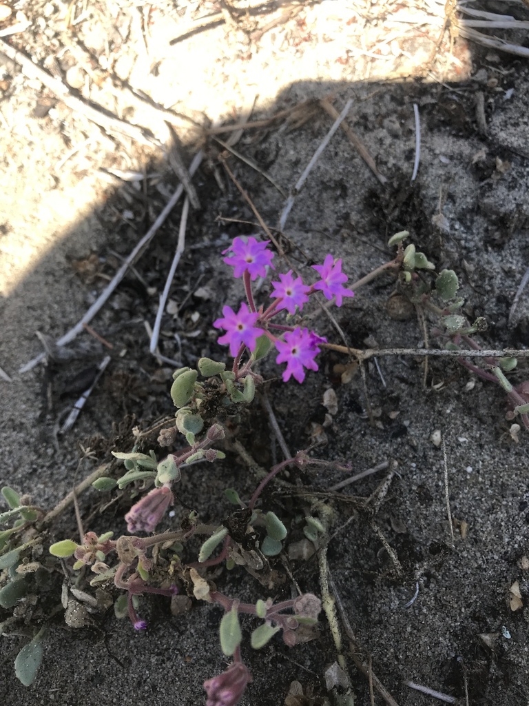 Pink Sand Verbena from Vista del Mar, Los Angeles, CA, US on September ...
