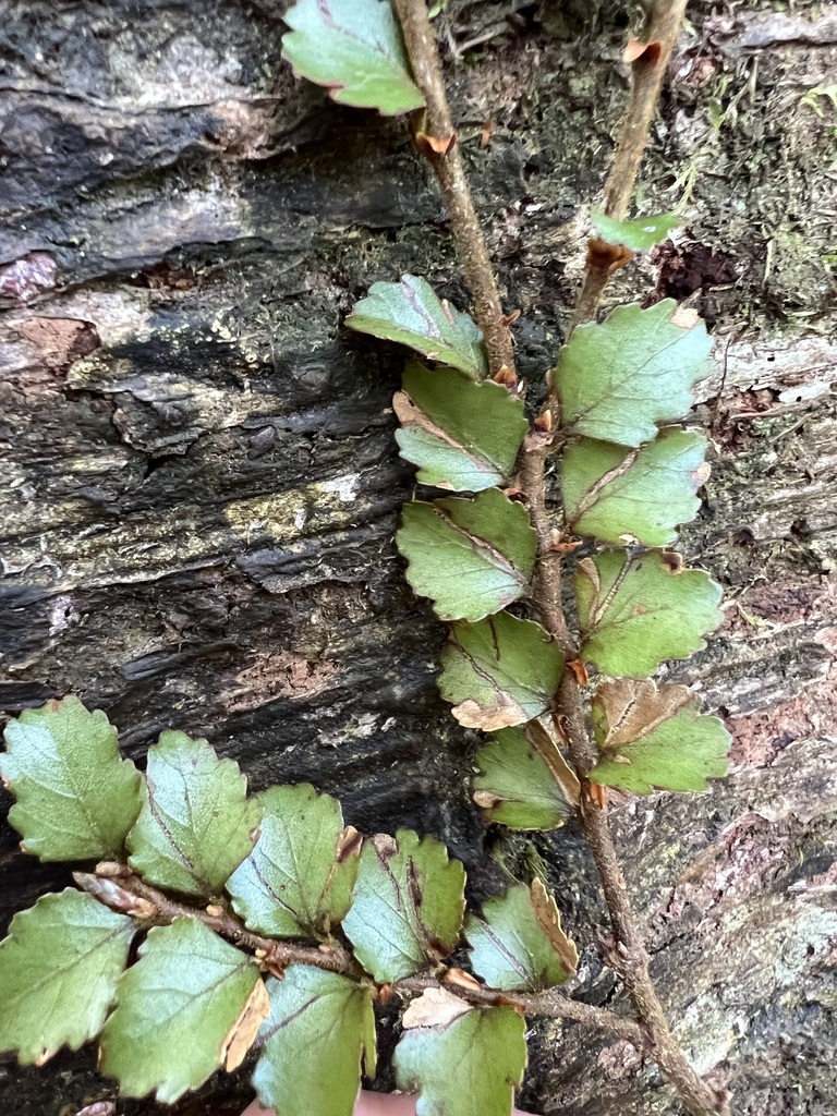 Silver beech from Matamata-Piako District, Waikato, New Zealand on September 26, 2022 at 11:29 ...