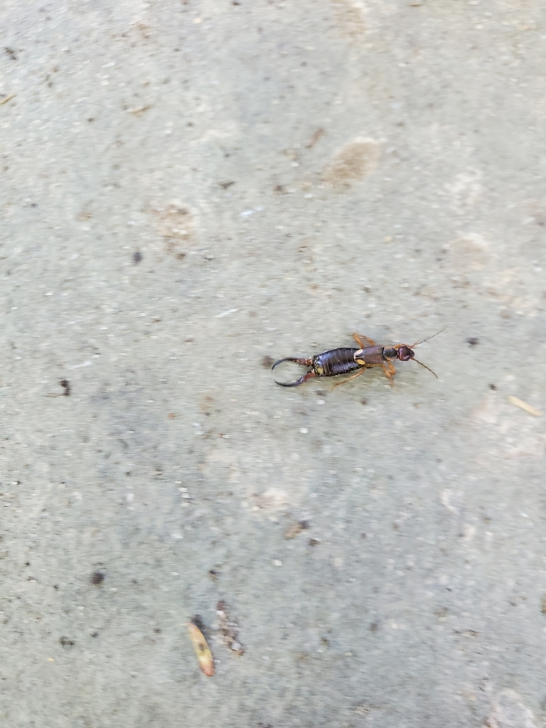 European Earwig in September 2022 by Megan M. · iNaturalist