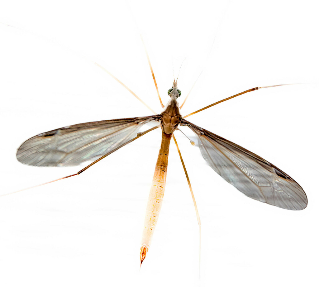 Marsh Crane Fly from 610 Bywater Pl, Greenville, SC 29617, USA on ...
