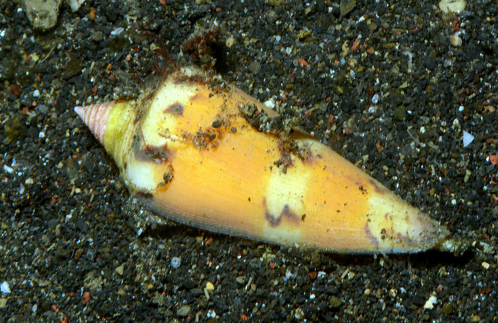 Conus generalis Linnaeus, 1767