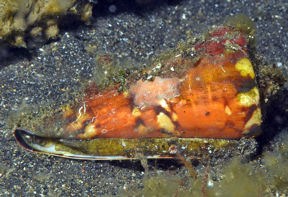 Conus generalis Linnaeus, 1767