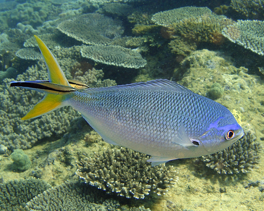 Yellowtail Fusilier (Caesio cuning) - Marine Life Identification