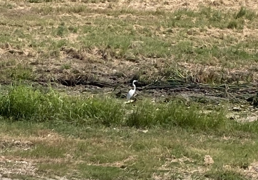 Great Egret from Bexar County, US-TX, US on September 27, 2022 at 01:26 ...
