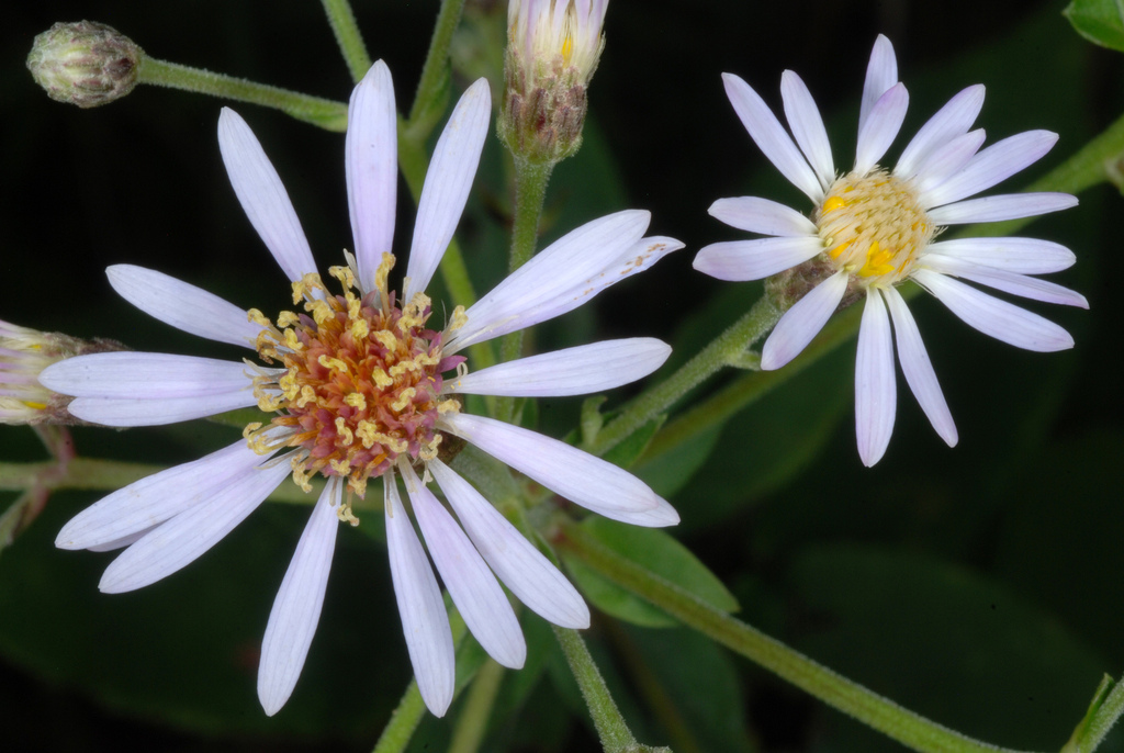 large-leaved aster (Eurybia macrophylla) - Botanical Realm