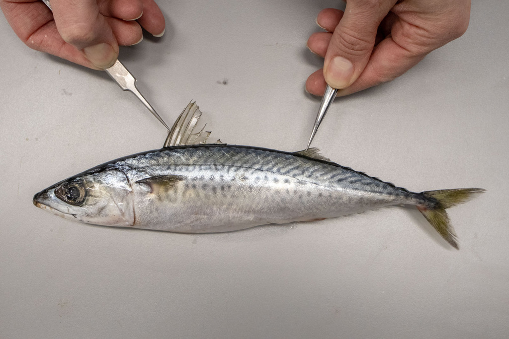 Atlantic Chub Mackerel from NAFO 4Tf on October 18, 2018 by Claude ...