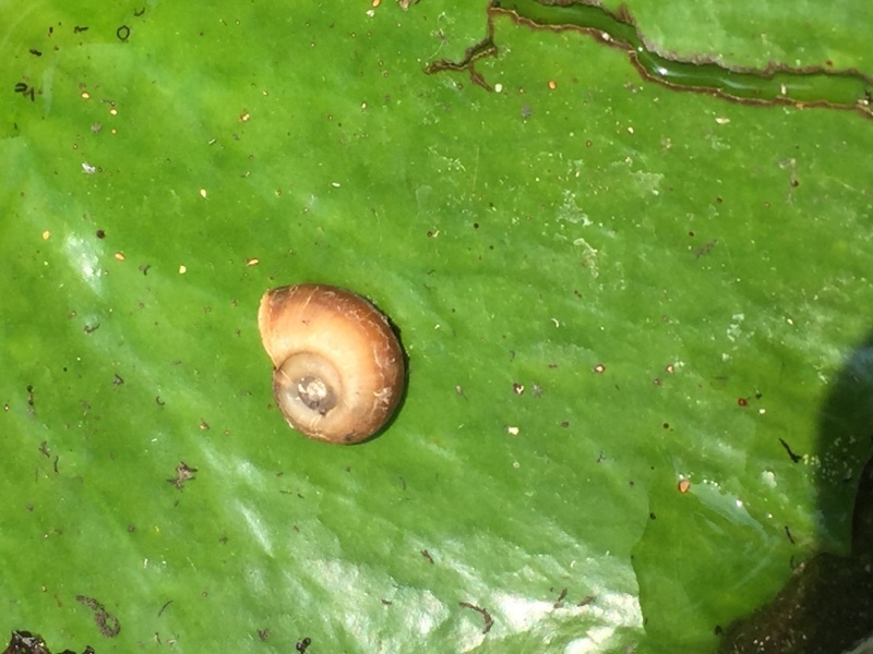 Indoplanorbis Annandale & Prashad, 1921