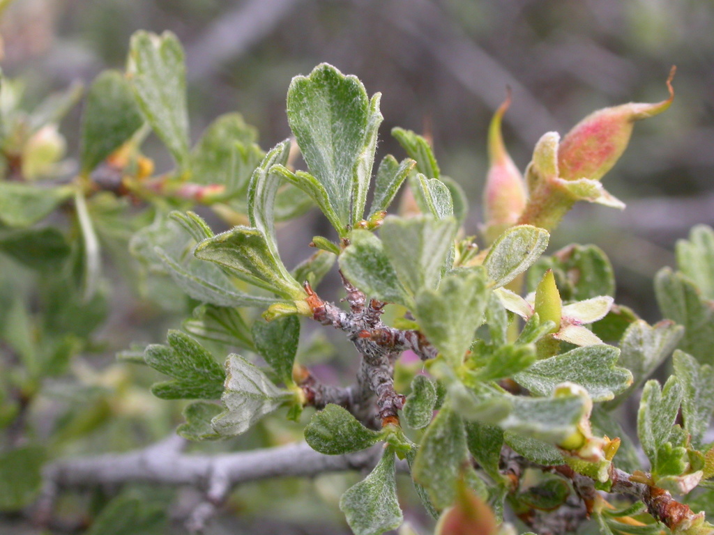 Antelope bitterbrush (PUTR2) (OCTC Flora Guide) · iNaturalist
