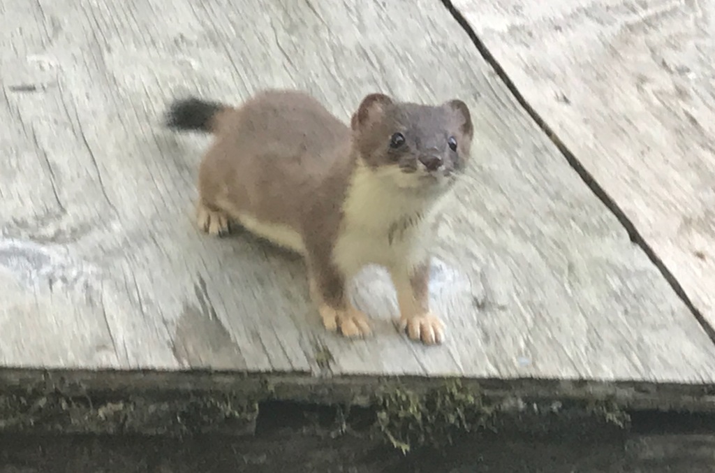 Kodiak Island Stoat (Mustela erminea kadiacensis) - Know Your Mammals