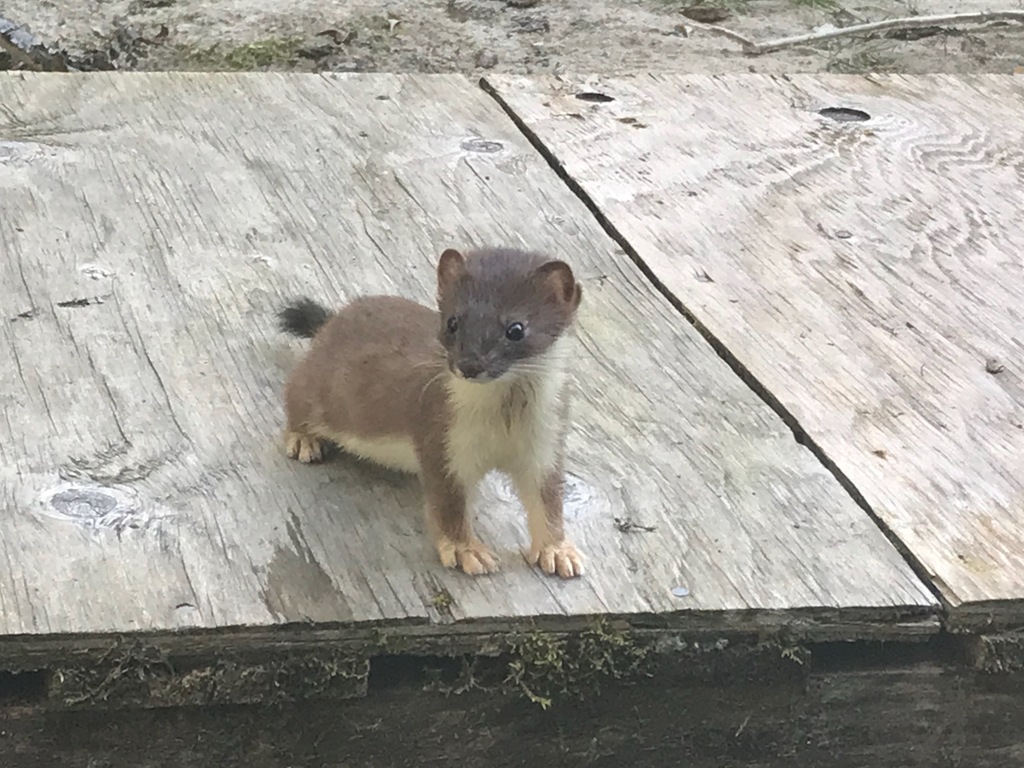 Kodiak Island Stoat (Mustela erminea kadiacensis) - Know Your Mammals