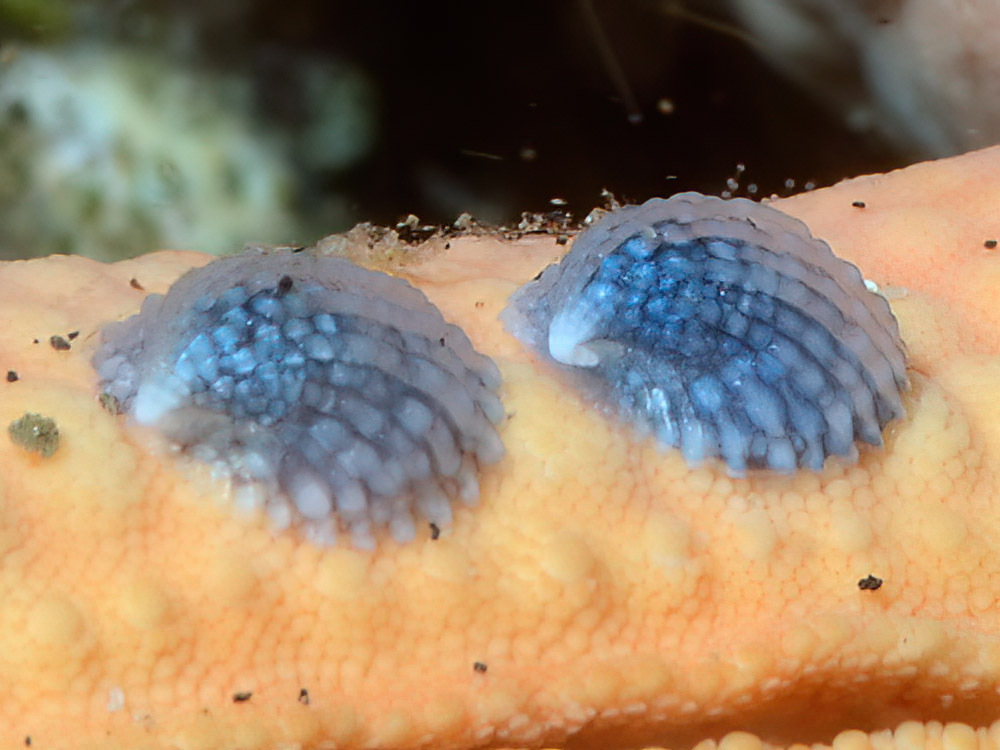 Thyca H.Adams & A.Adams, 1854