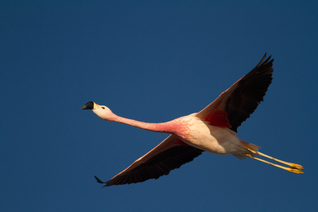Andean Flamingo (Phoenicoparrus andinus) - Avian Discovery