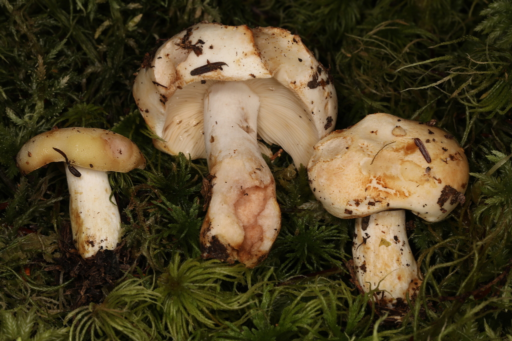 Fishbiscuit Russula from Leeper, PA 16233, USA on September 23, 2022 at ...