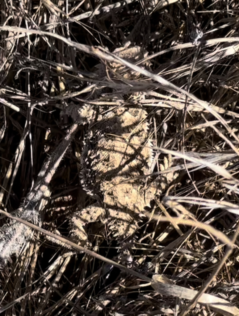 Blainville's Horned Lizard in September 2022 by KarlyFifarek. Lizard on ...