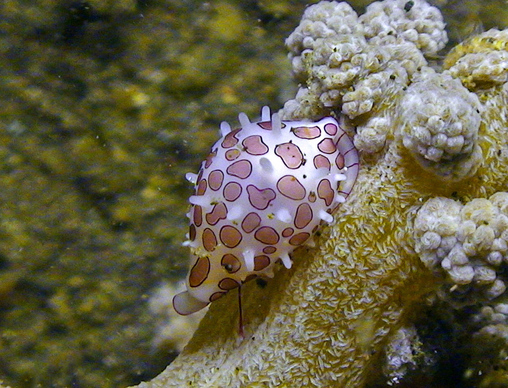 Diminovula margarita (G.B.Sowerby I, 1828)