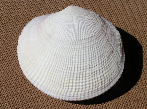 Codakia tigerina · Natusfera