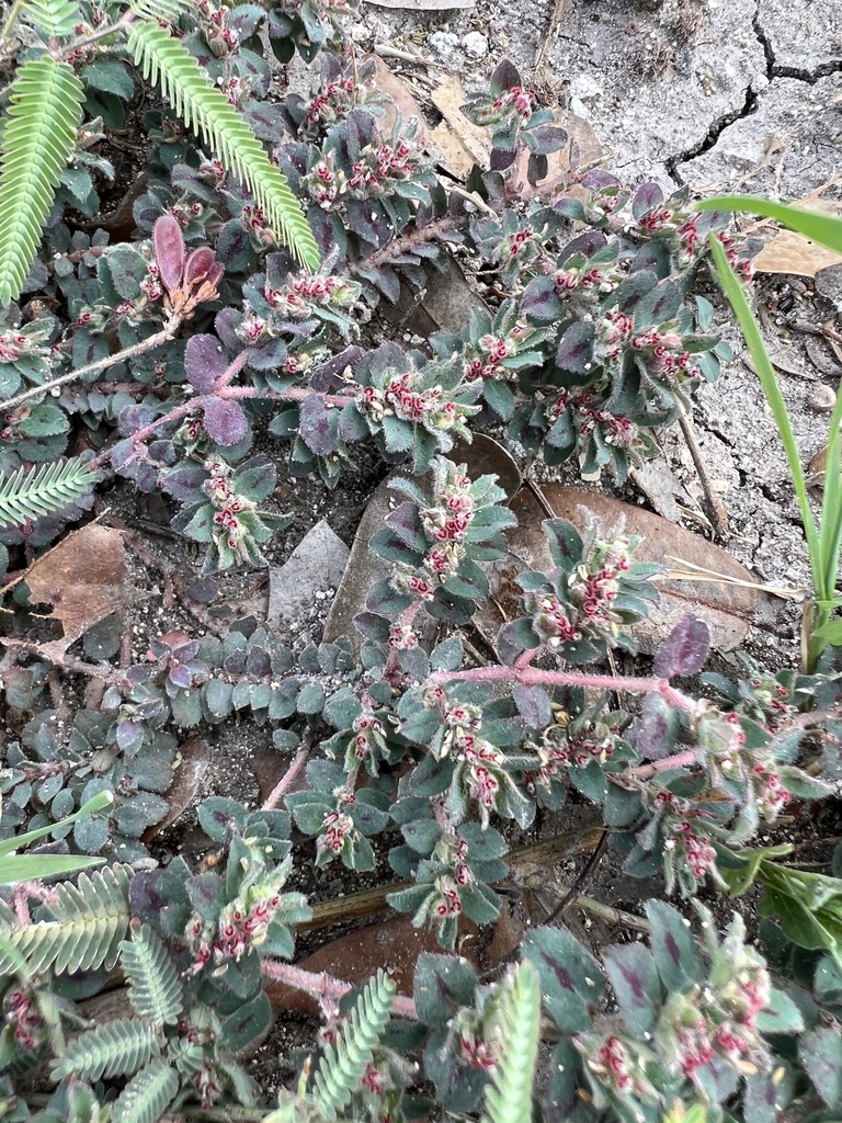 Caliche Sandmat from Medina, Texas, United States on September 15, 2022 ...