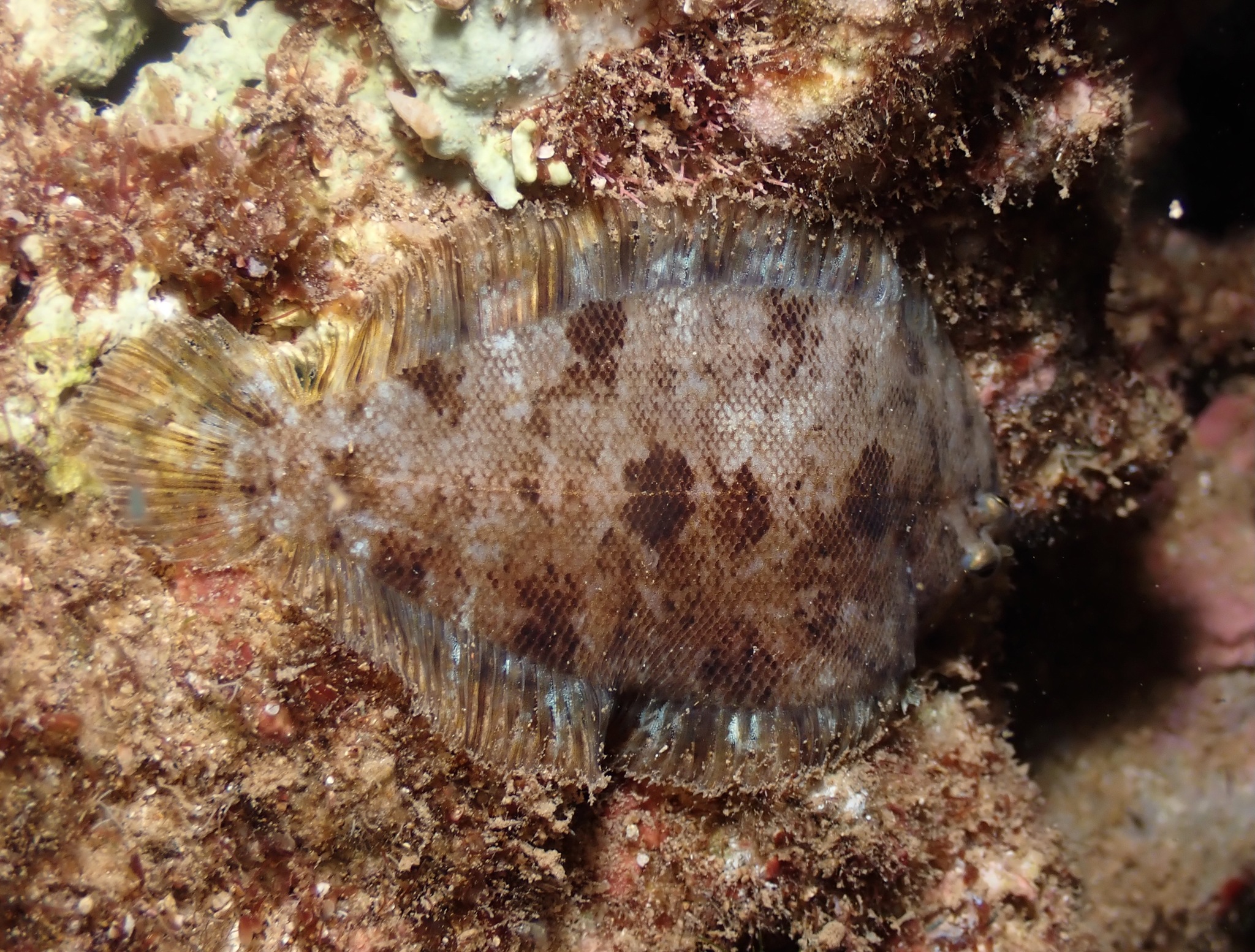 Aseraggodes Kaup, 1858