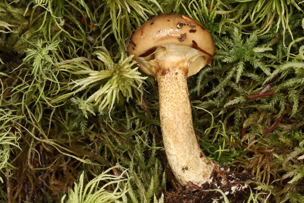 Slippery Jacks from Leeper, PA 16233, USA on September 23, 2022 at 02: ...