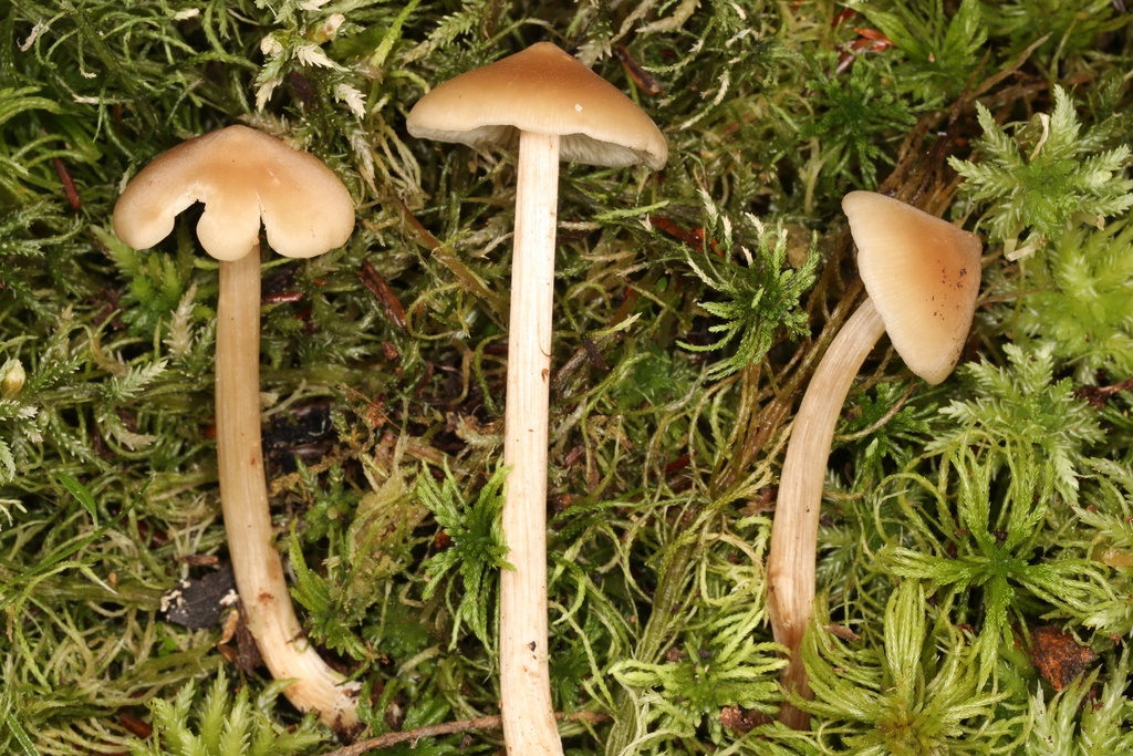 Straight-stalked Entoloma from Leeper, PA 16233, USA on September 23 ...