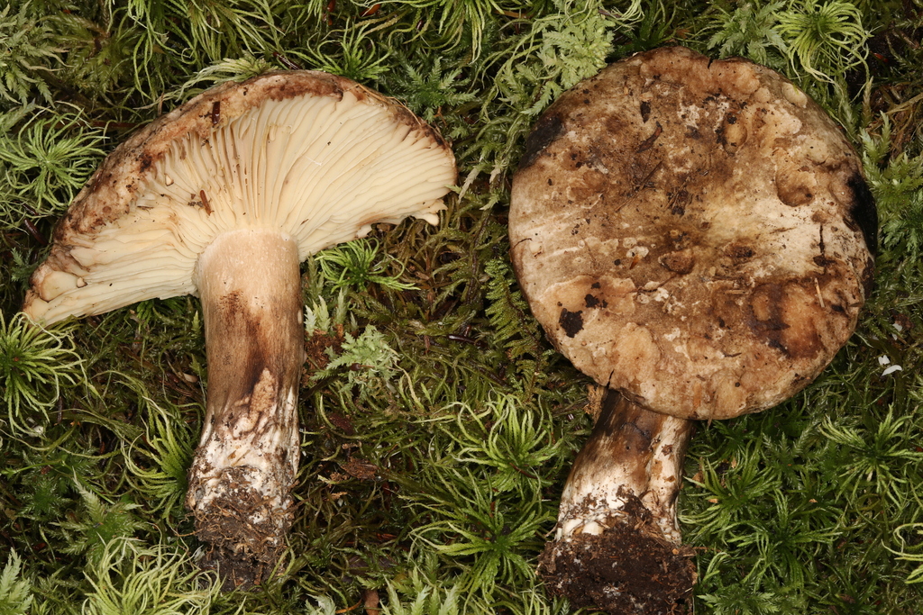 Russula dissimulans from Leeper, PA 16233, USA on September 23, 2022 at ...