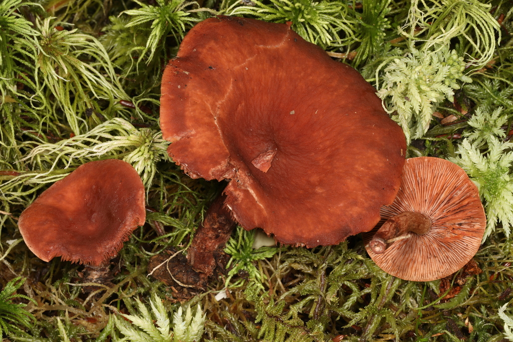 Curry Milkcap from Leeper, PA 16233, USA on September 23, 2022 at 03:14 ...